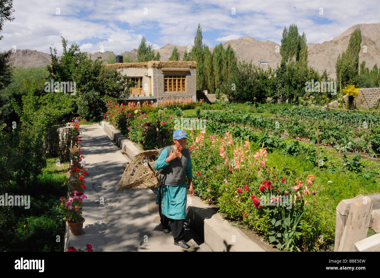 Typical vegetable garden in the Leh oasis, Ladakh, North India ...