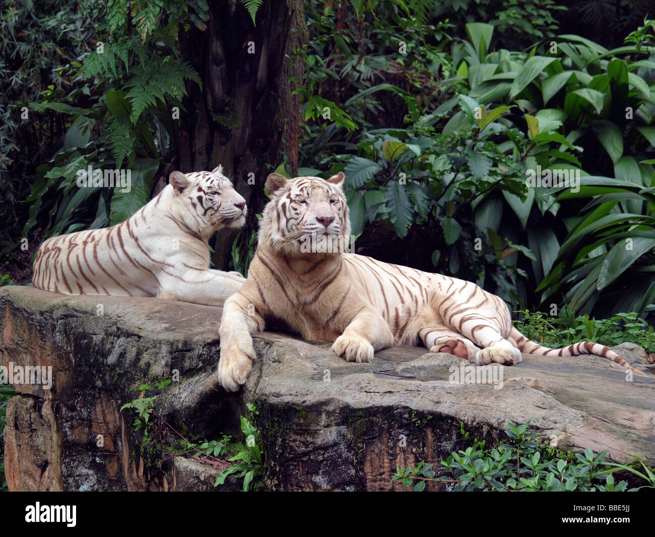 Singapur zoo tiger tierwelt hi-res stock photography and images - Alamy
