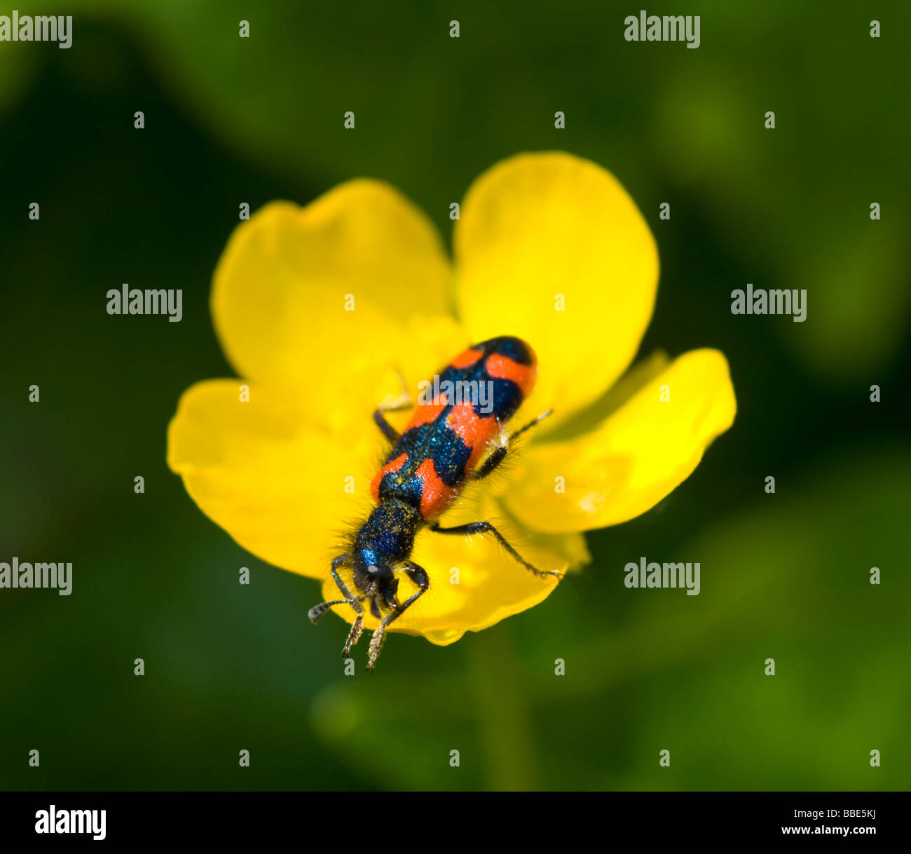 Trichodes apiarius bug hi-res stock photography and images - Alamy