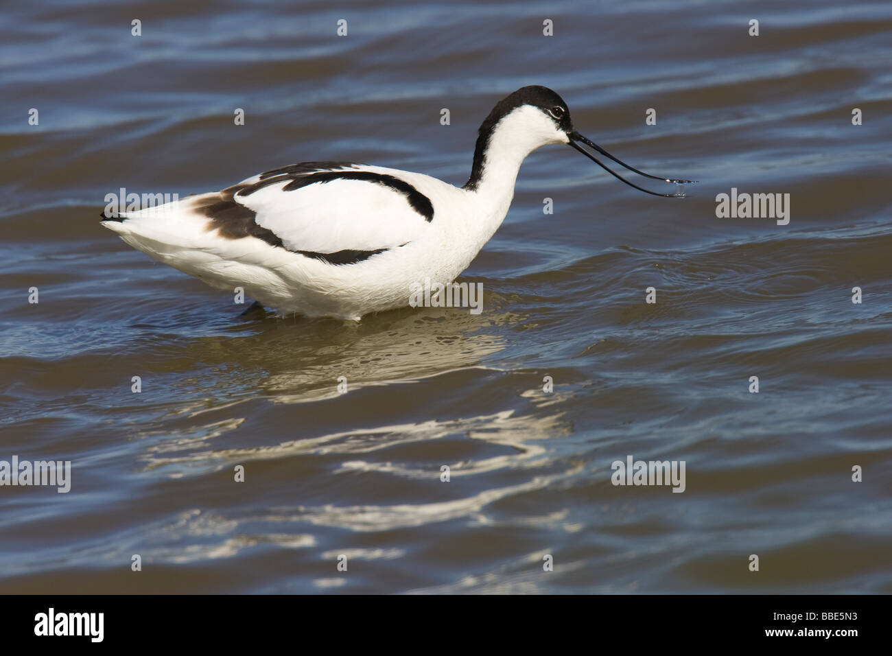 Pied avocet hi-res stock photography and images - Alamy