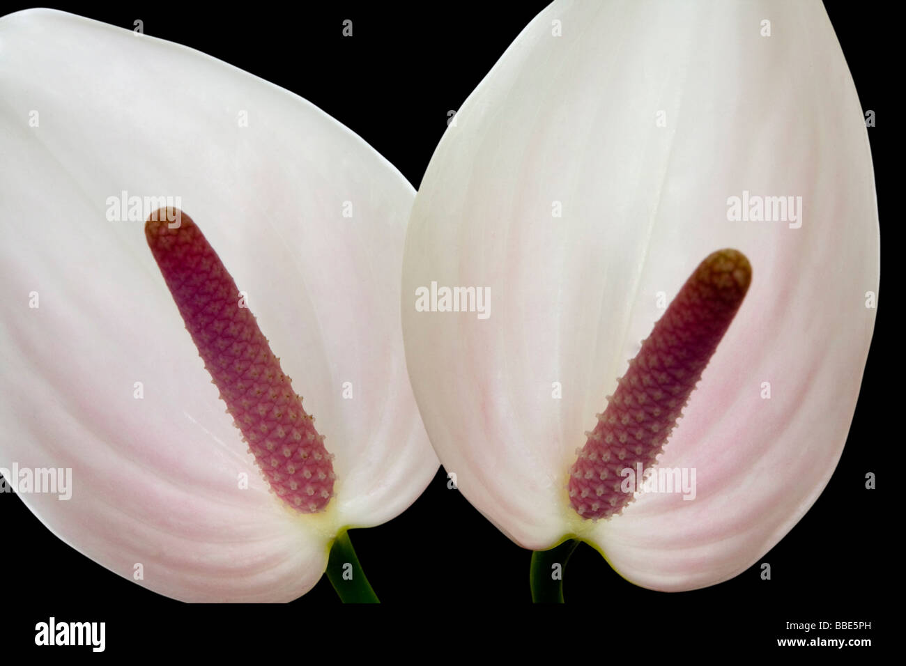 Colorful Anthurium flowers Stock Photo - Alamy