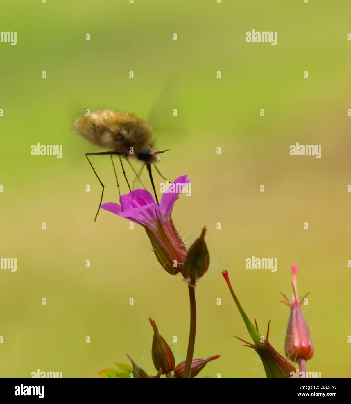 Close up bombylius major hi-res stock photography and images - Alamy