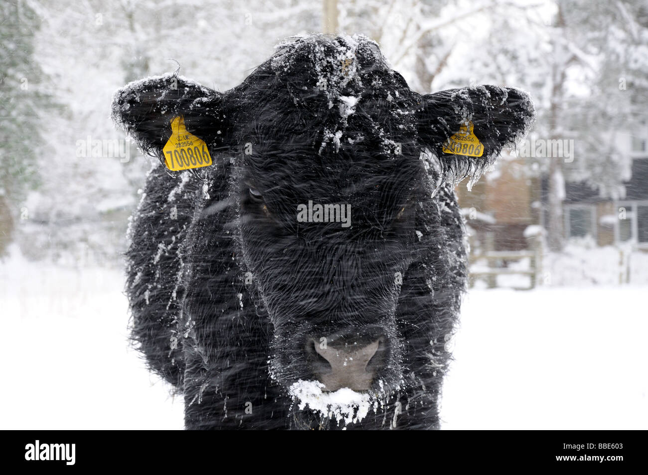 Galloway cow in a snow storm at Fleet Pond nature reserve, Hampshire ...
