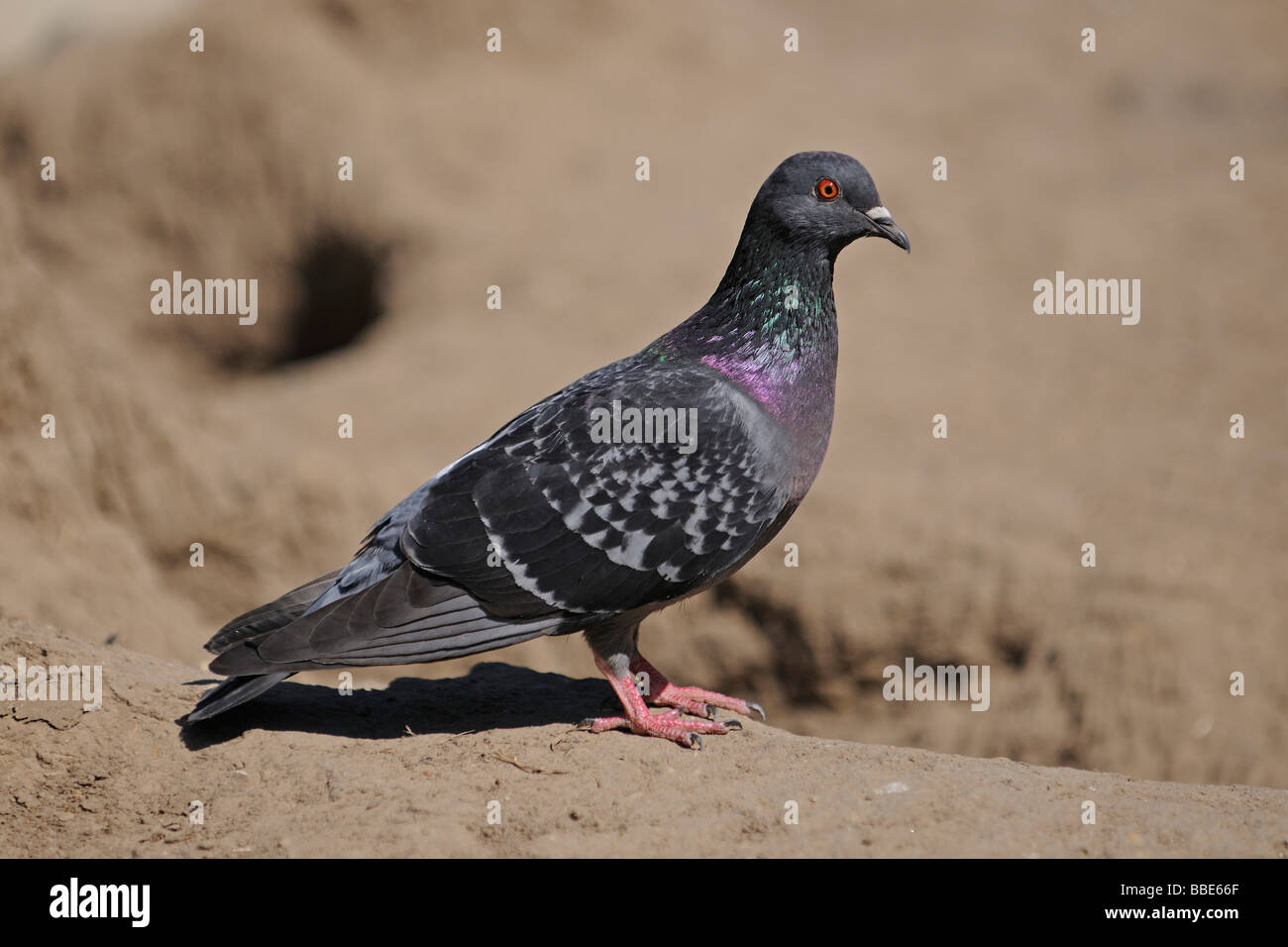 Typical Pigeon, domestic pigeon (Columba sp Stock Photo - Alamy