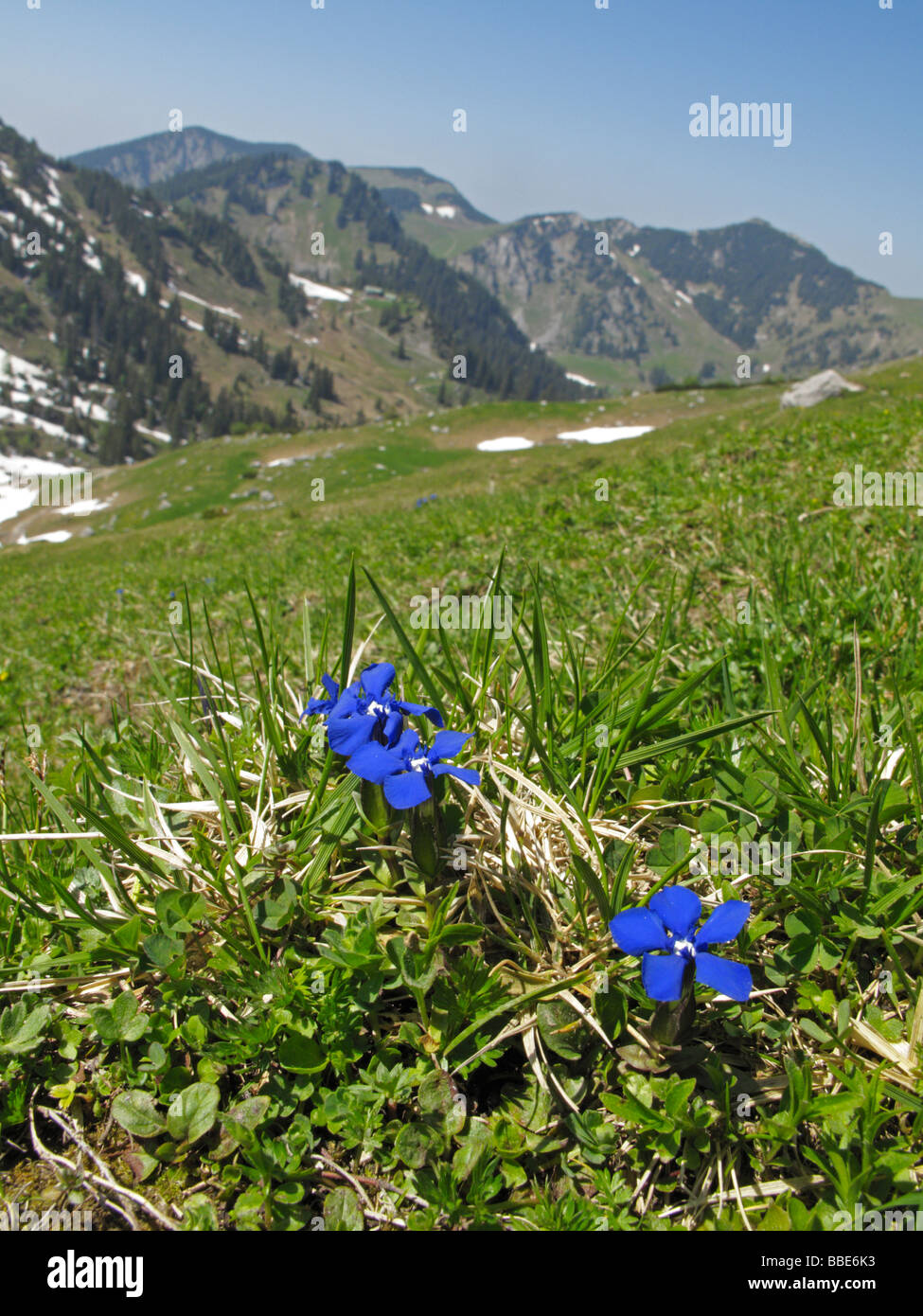 Flowers of the alps hi-res stock photography and images - Alamy