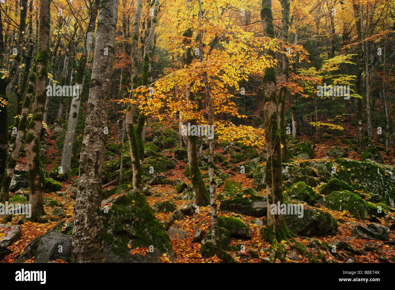 Spanish forest hi-res stock photography and images - Alamy