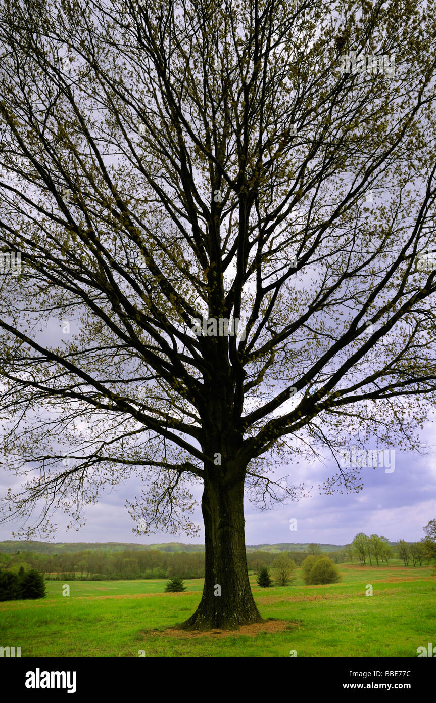 Tall tree in green field Pennsylvania Stock Photo - Alamy