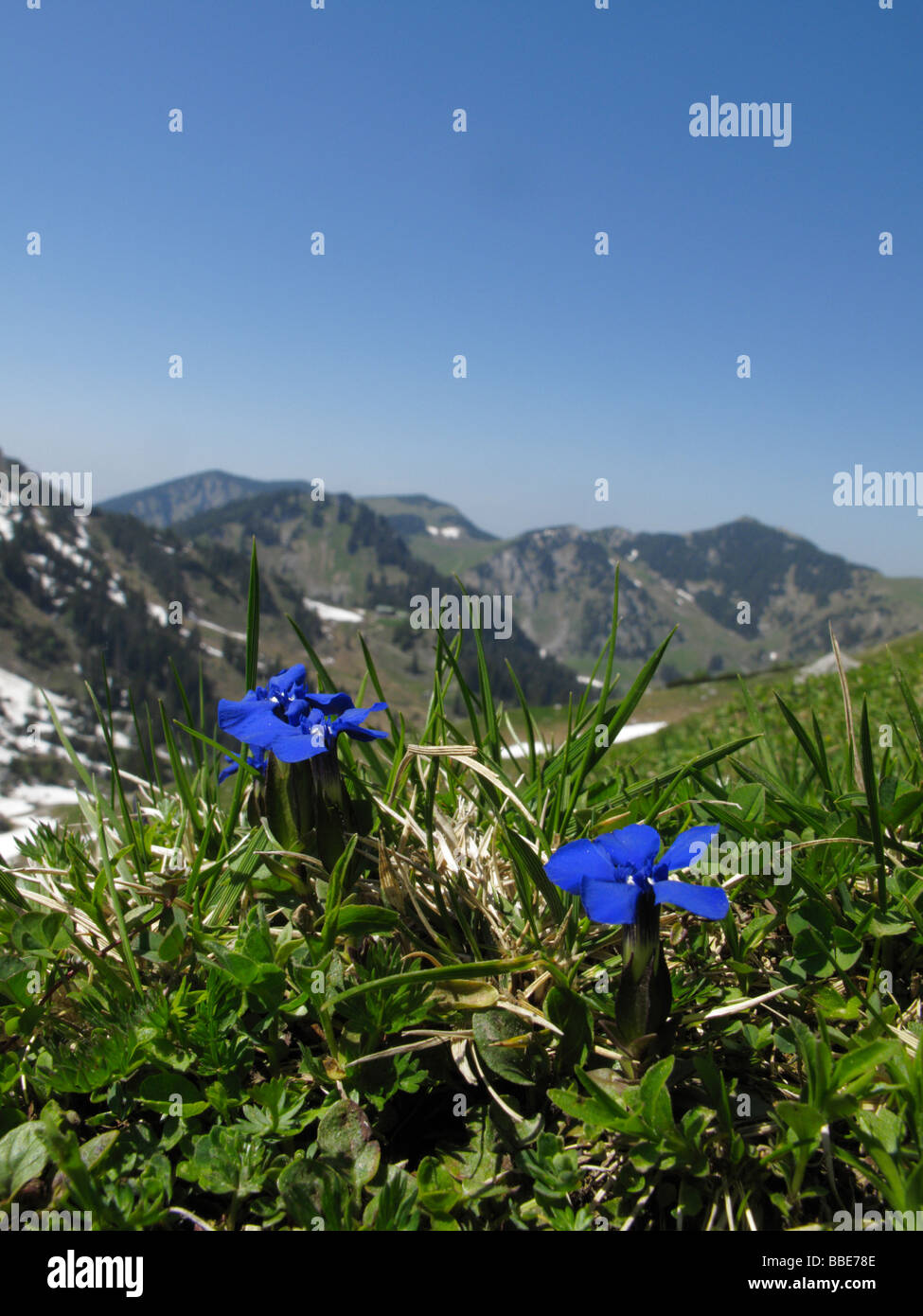 Spring gentian flowers (Gentiana verna) in the Alps (Rotwand Stock ...