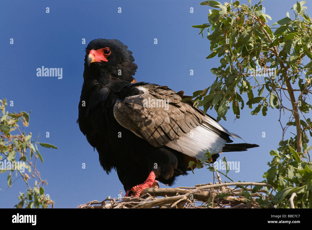 male Bateleur eagle Terathopius ecaudatus SAMBURU NATIONAL RESERVE East ...