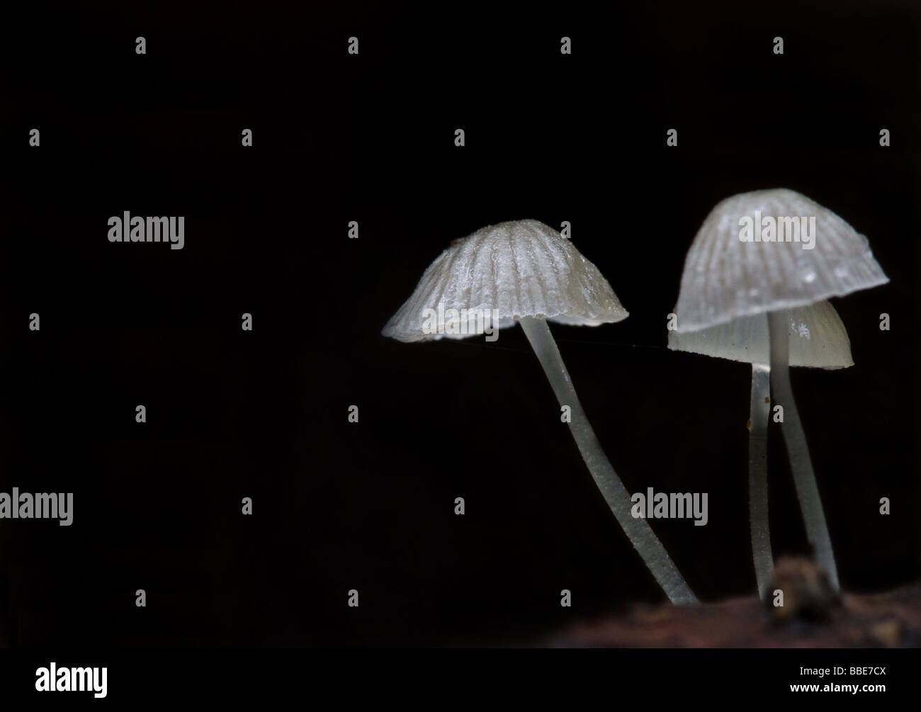 Translucent fungi hi-res stock photography and images - Alamy