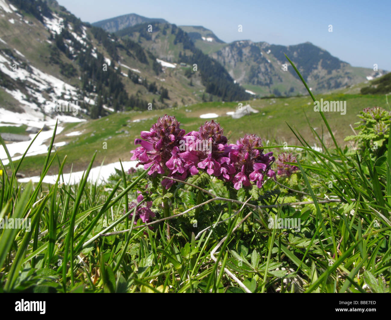 Flowers of the alps hi-res stock photography and images - Alamy