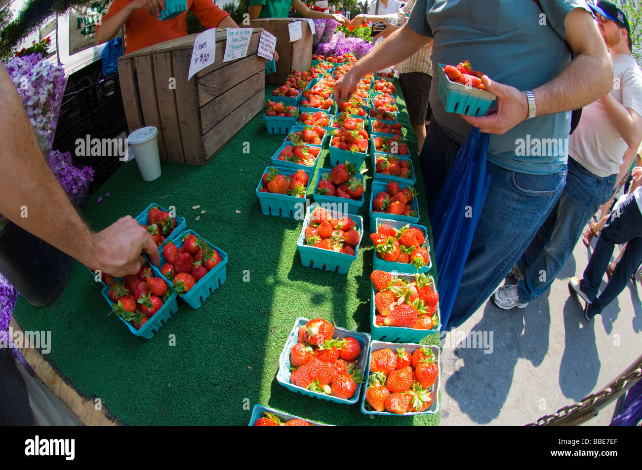 Farmers Market Usa Strawberries High Resolution Stock Photography and ...