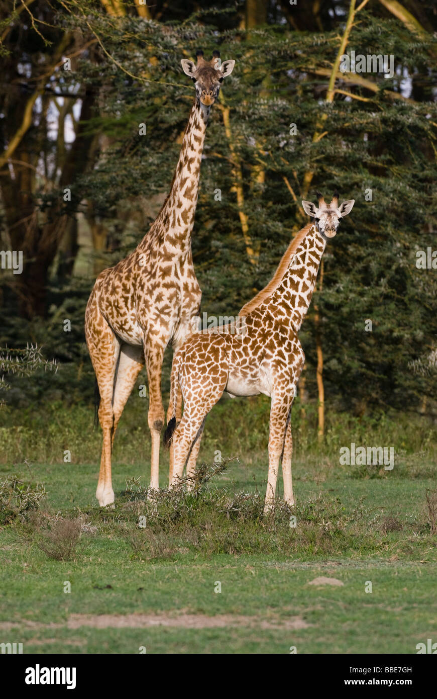young Masai baby giraffe with mother Giraffa camelopardalis Giraffa ...