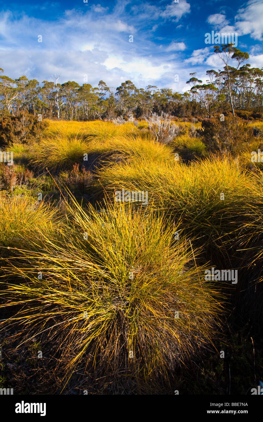 Australia Tasmania Cradle Mt Lake St Clair National Park Button grass ...