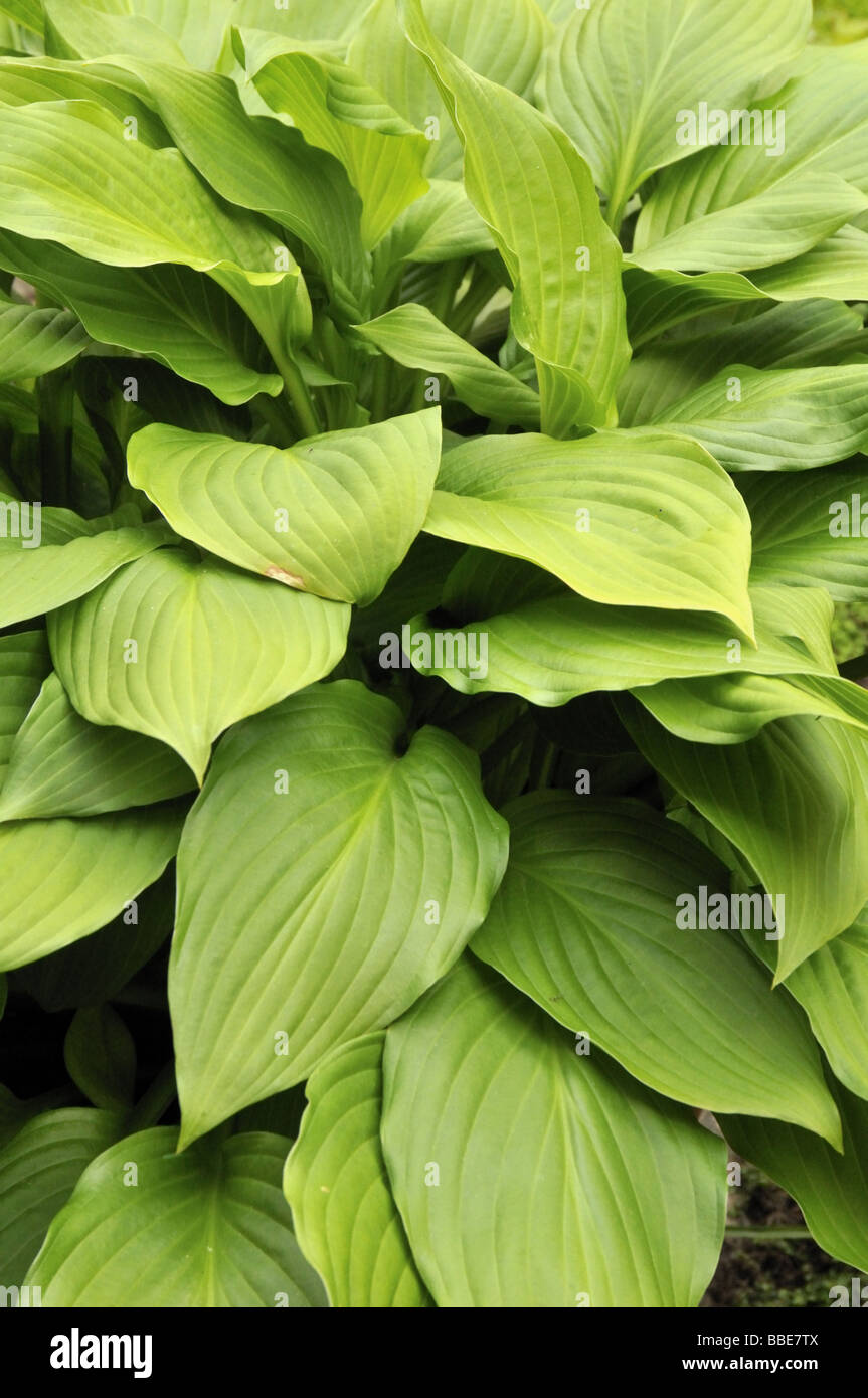 Green hosta hi-res stock photography and images - Alamy