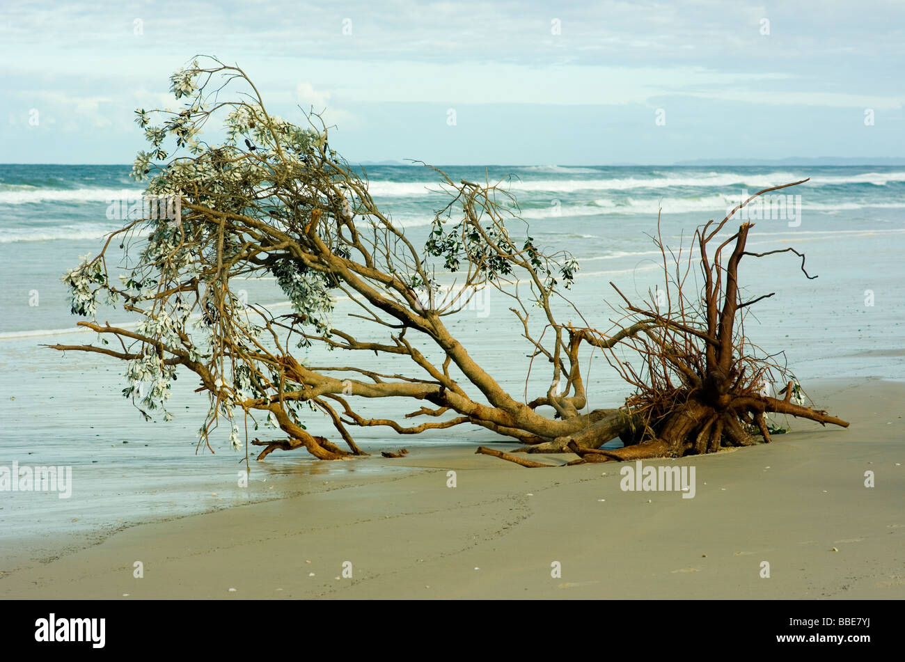 Dying tree on the beach after a storm Stock Photo - Alamy