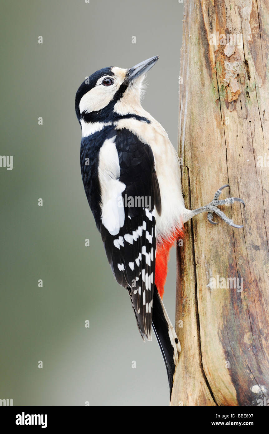Der grosse buntspecht hi-res stock photography and images - Alamy