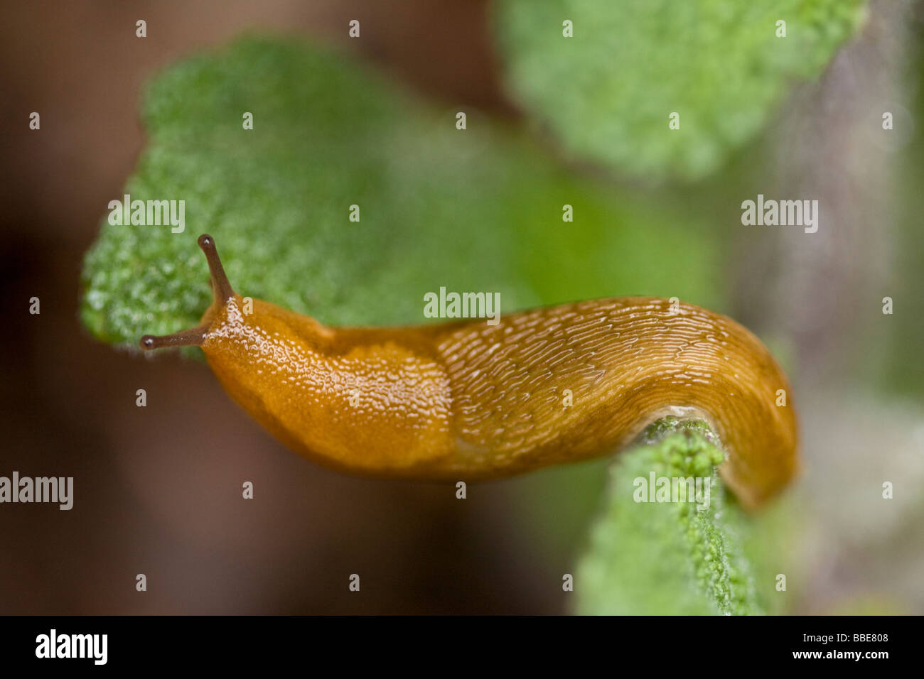 Macro image of a slug feeding on Pulmonaria leaf Stock Photo - Alamy