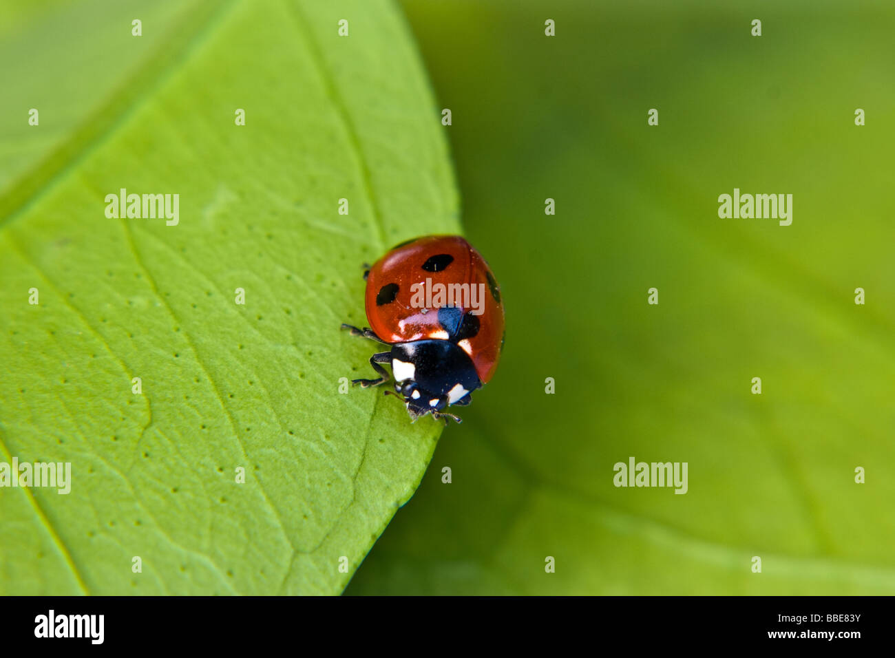 Ladybug on a leaf hi-res stock photography and images - Alamy