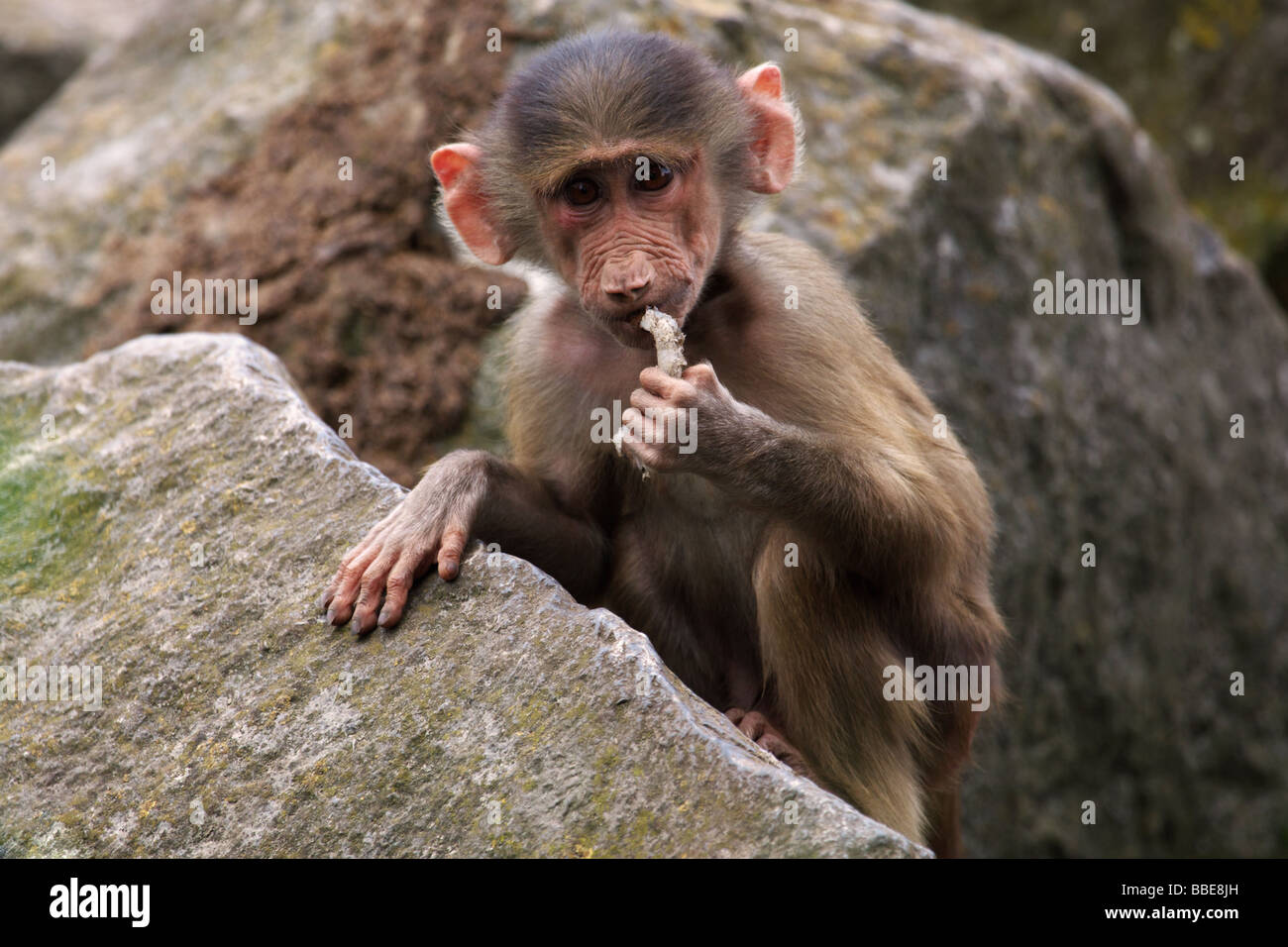 Baboon on a rock hi-res stock photography and images - Alamy