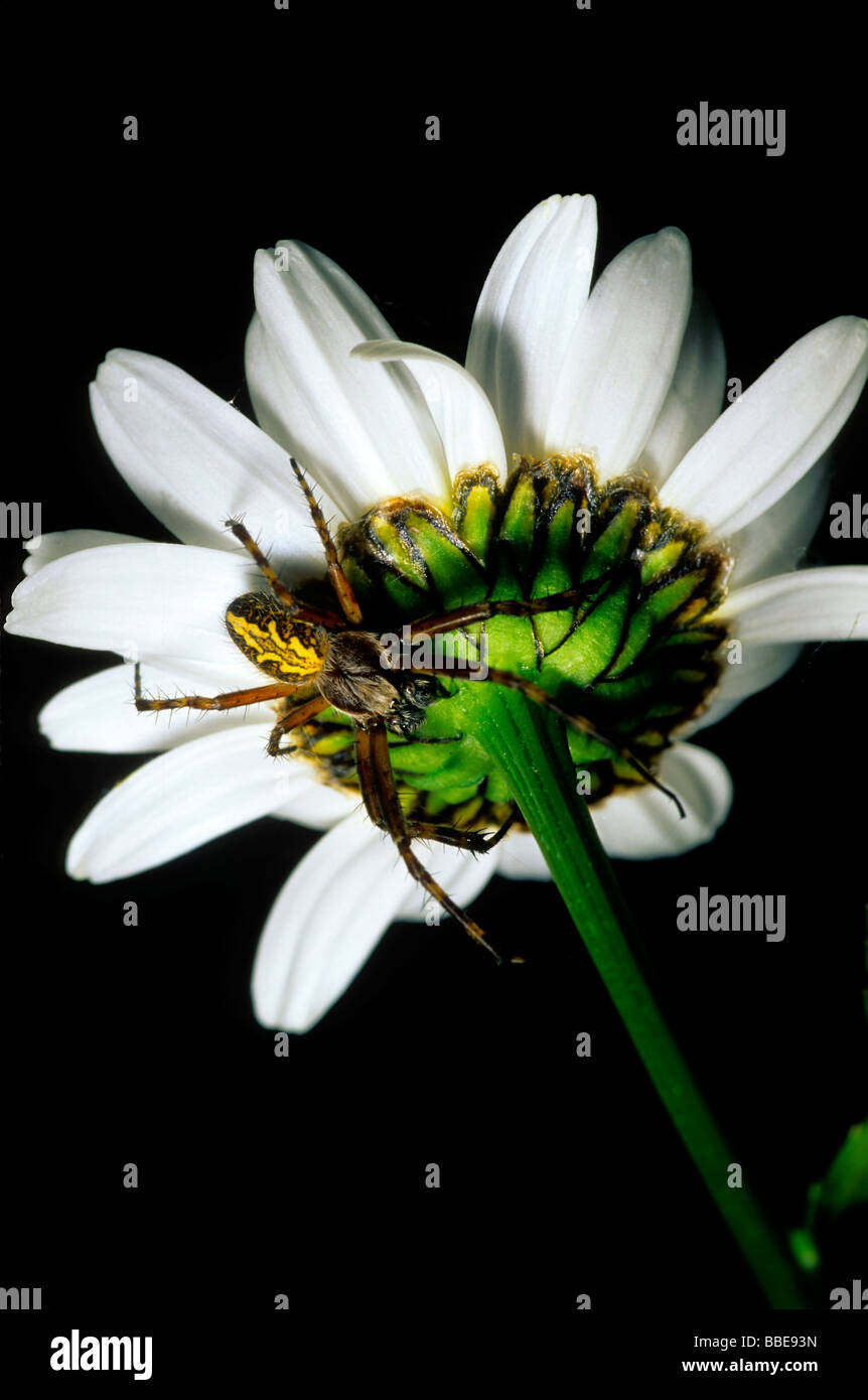 Spider on daisy hi-res stock photography and images - Alamy