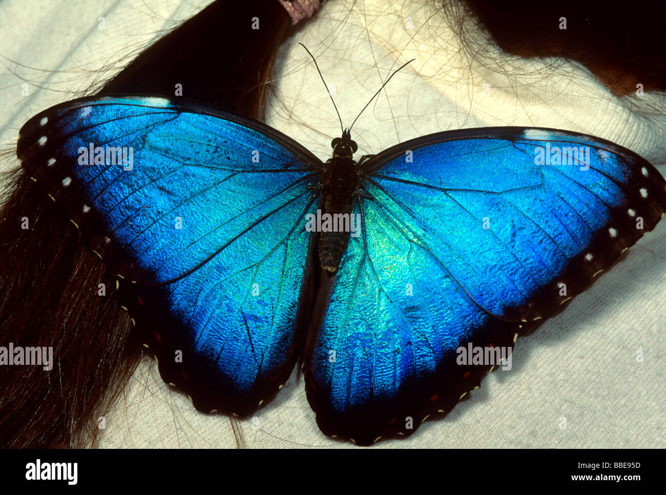 Morphoi hi-res stock photography and images - Alamy