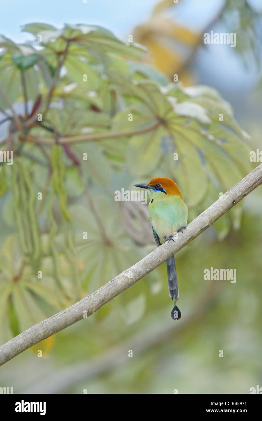 Motmot bird hi-res stock photography and images - Alamy