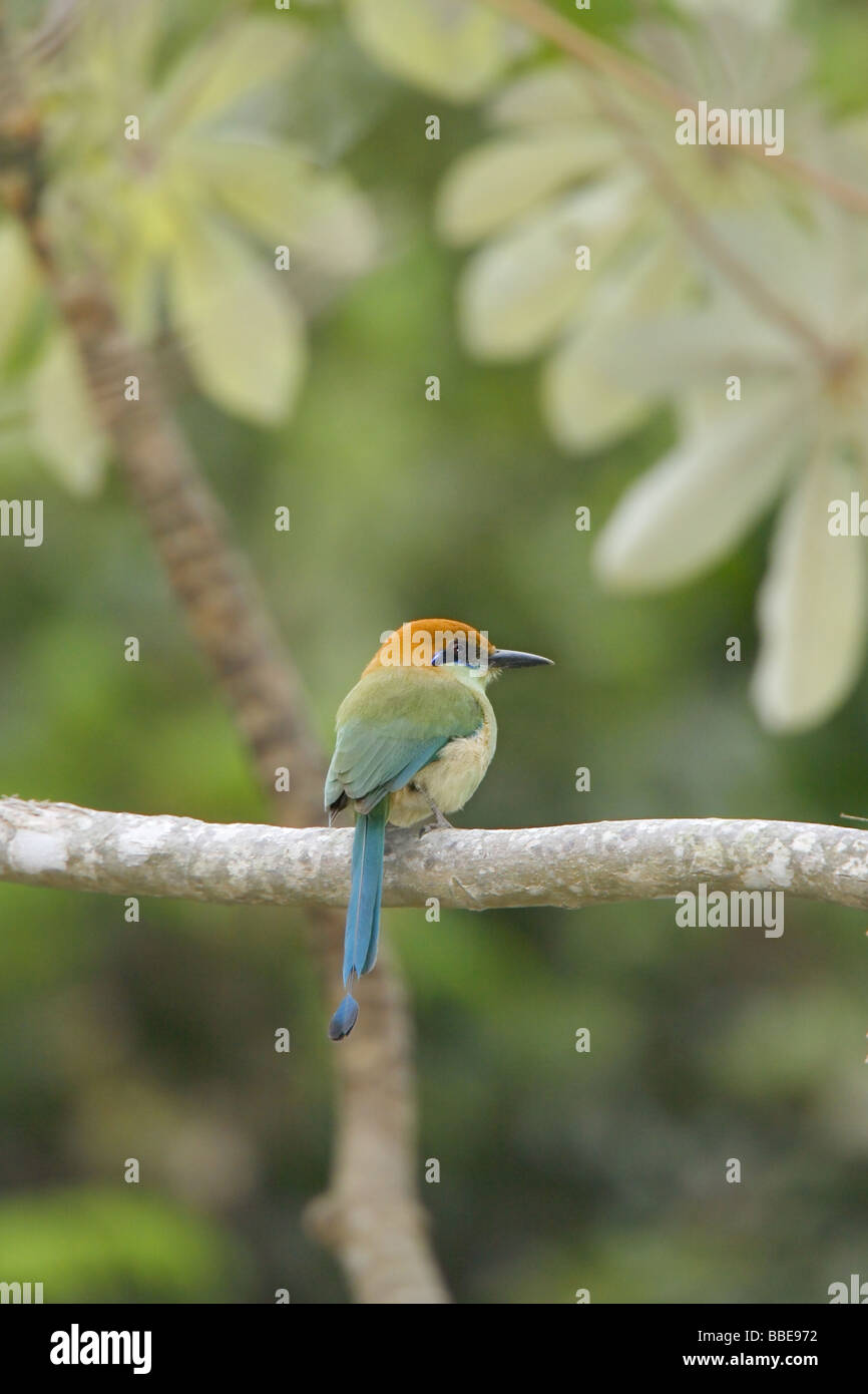 Motmot bird hi-res stock photography and images - Alamy