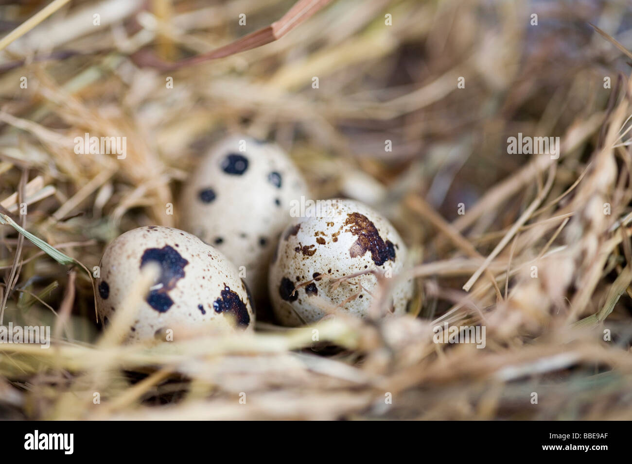 Three eggs lays on hi-res stock photography and images - Alamy
