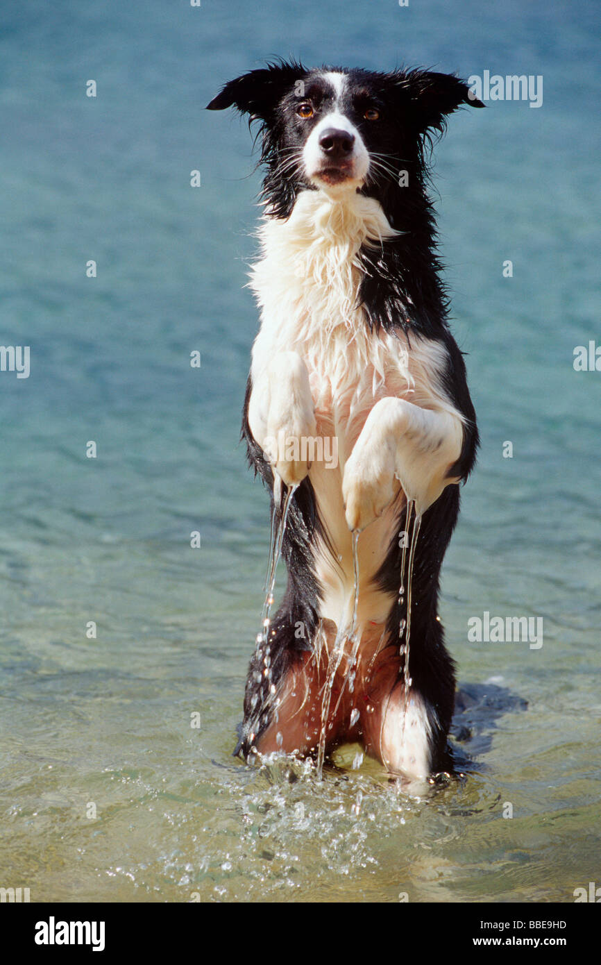 Border Collie standing on its hindlegs in the water Stock Photo - Alamy
