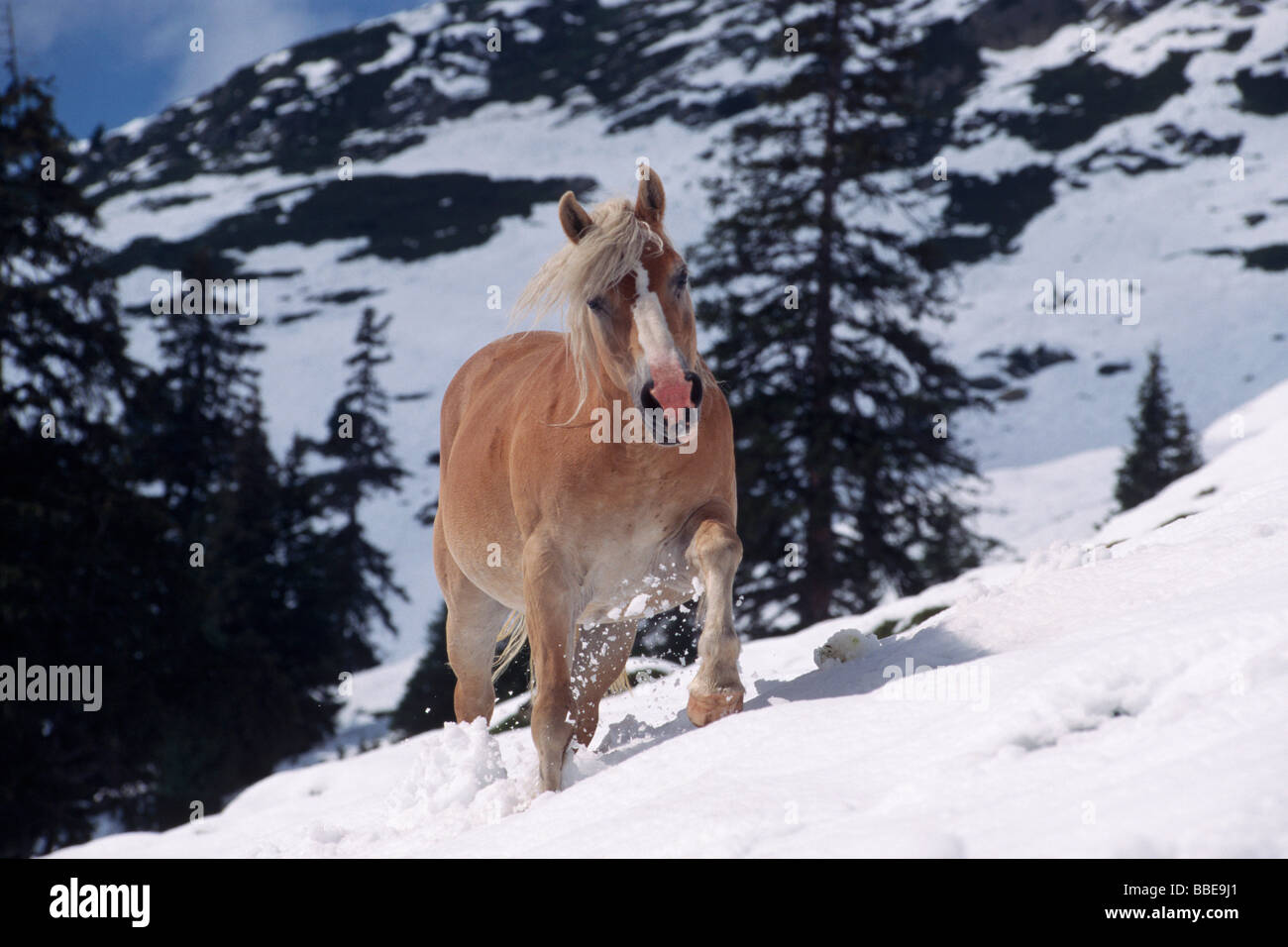 Haflinger horse in deep snow in an alpine pastures, Zillertal valley ...