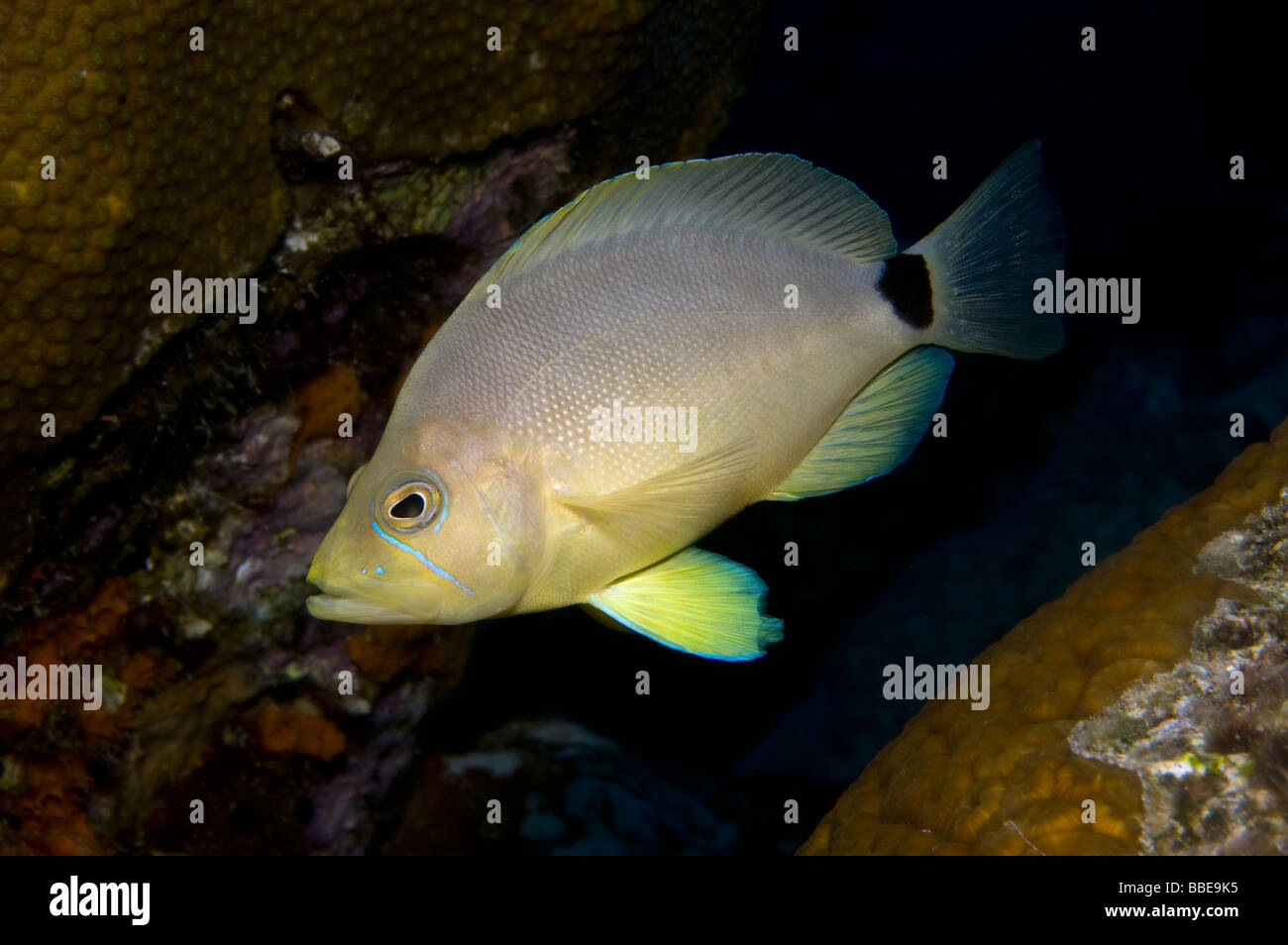 Butter Hamlet (Hypoplectrus unicolor Stock Photo - Alamy