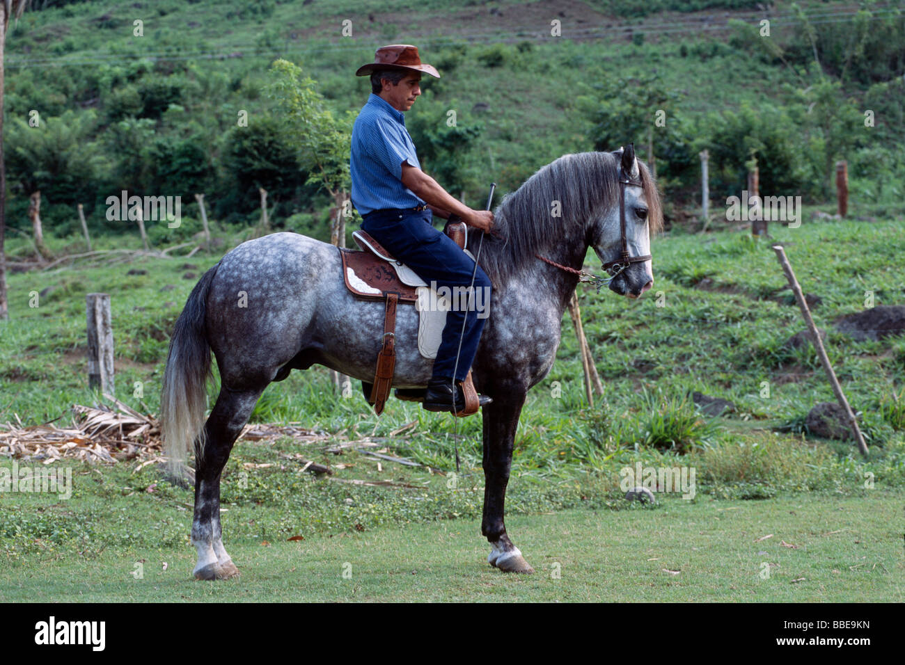 Fauna costarricense hi-res stock photography and images - Alamy