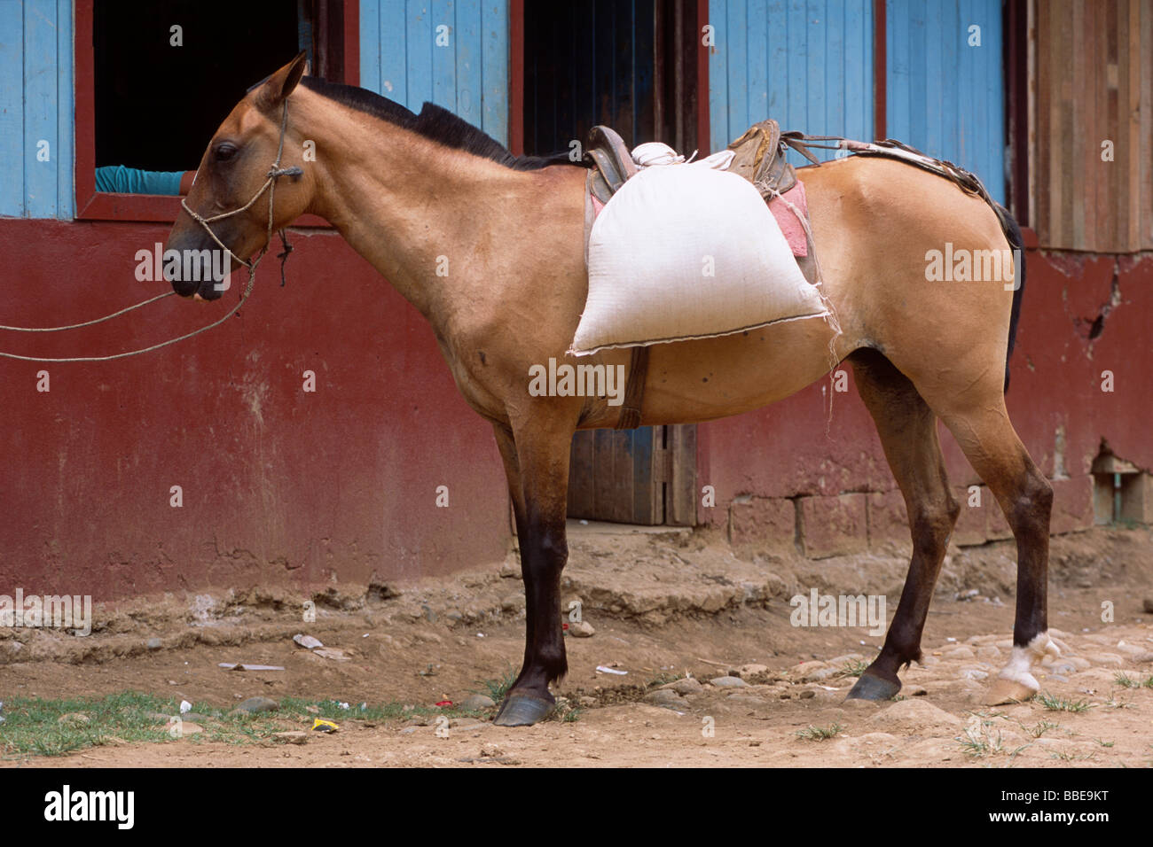 Transportation pack horse hi-res stock photography and images - Alamy