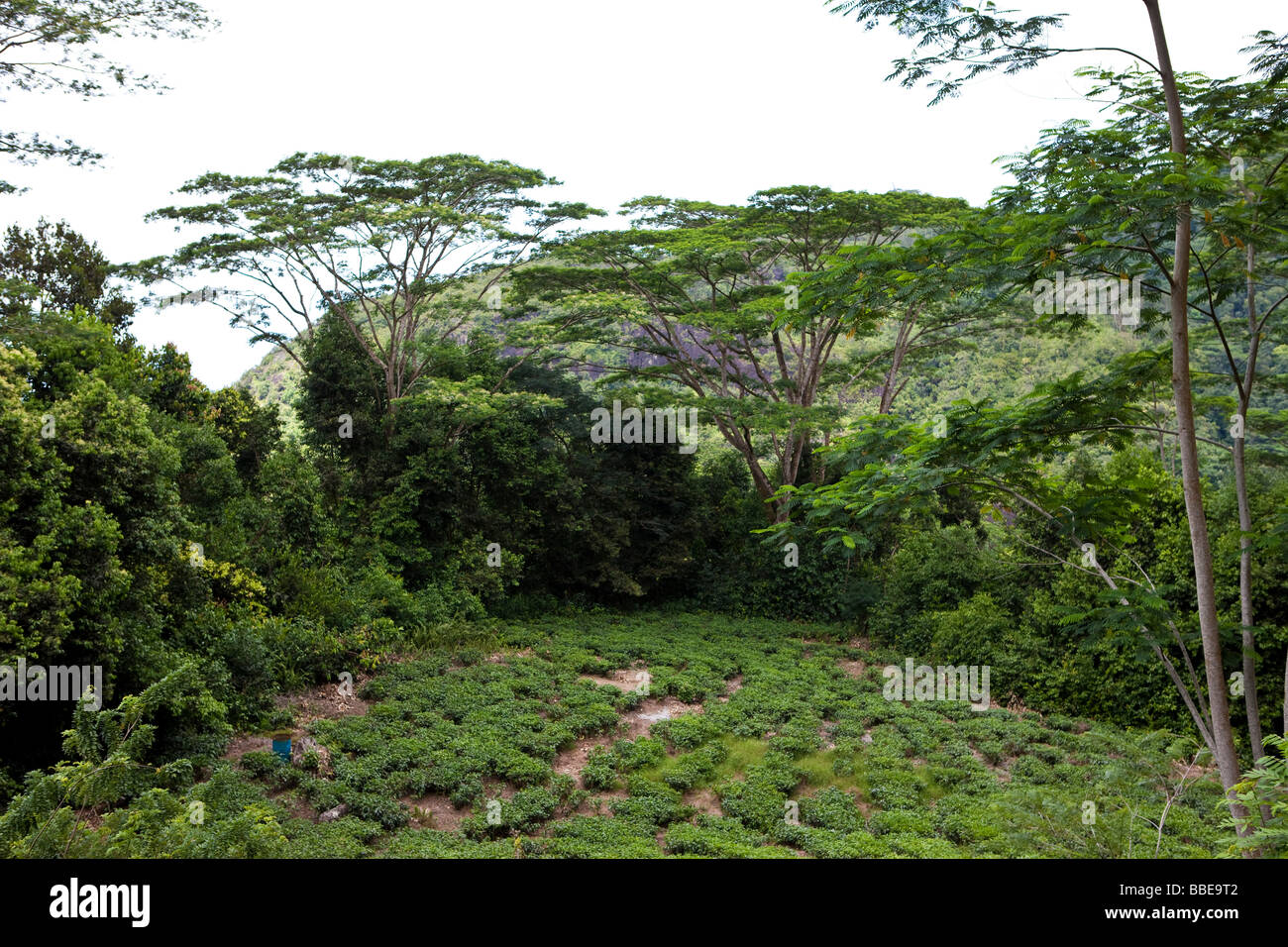 Tea plantation in the Morone National Park, Mahe Island, Seychelles ...