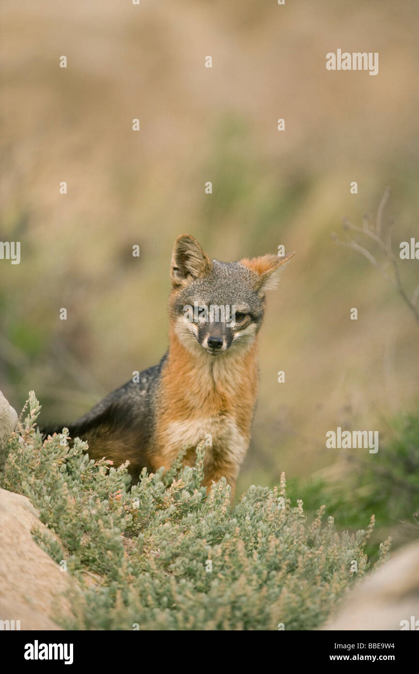 Island Fox (Urocyon littoralis) WILD, Santa Cruz Island, Channel ...