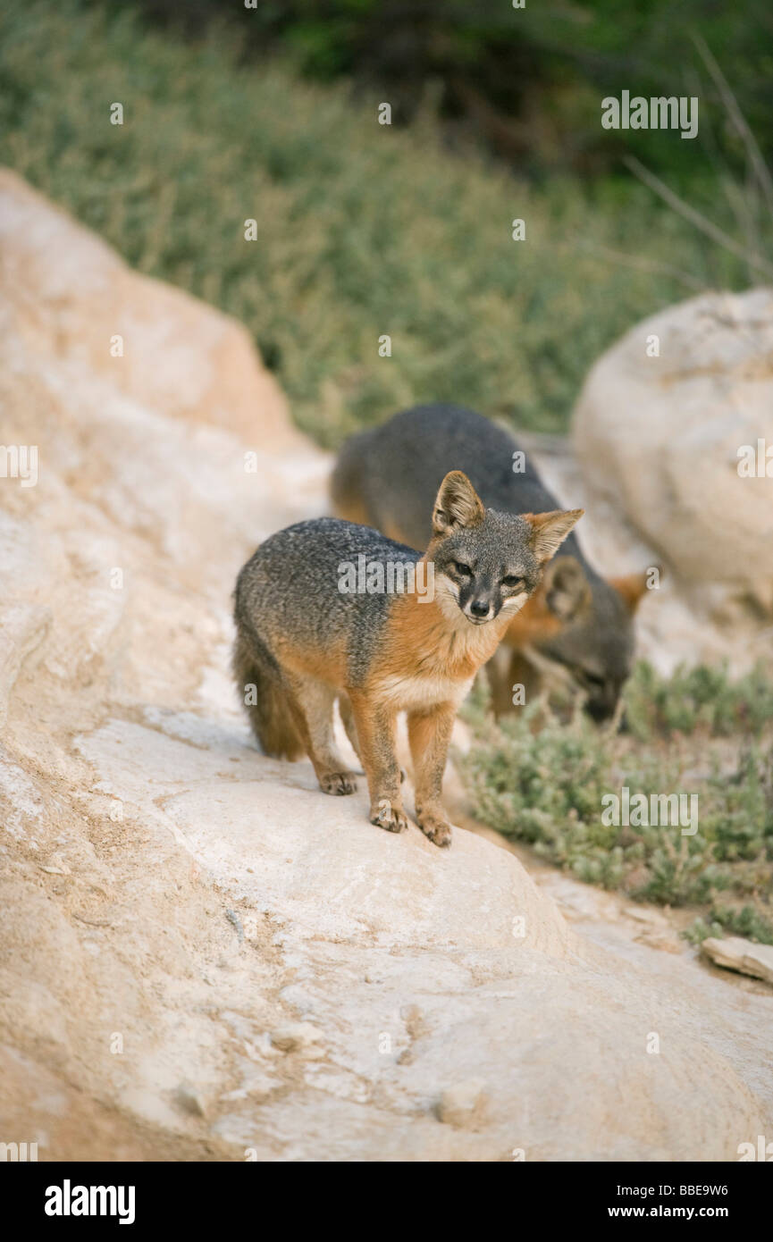 Island Gray Fox Baby