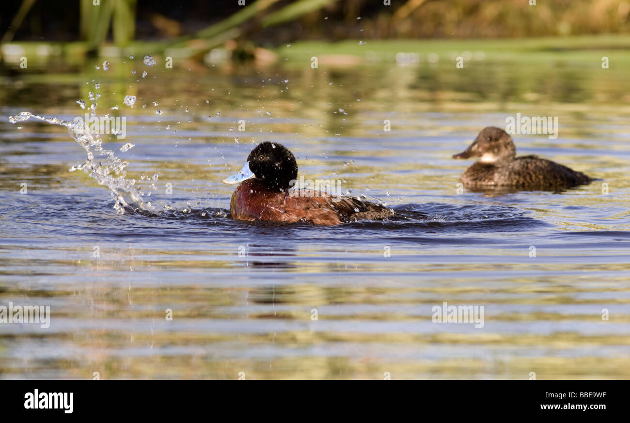 A male blue-billed duck (oxyura australis) flicking water during an ...