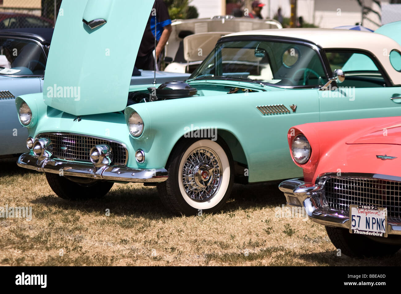 A 1955 green Ford Thunderbird at the Muckenthaler Museum Car Show Stock ...