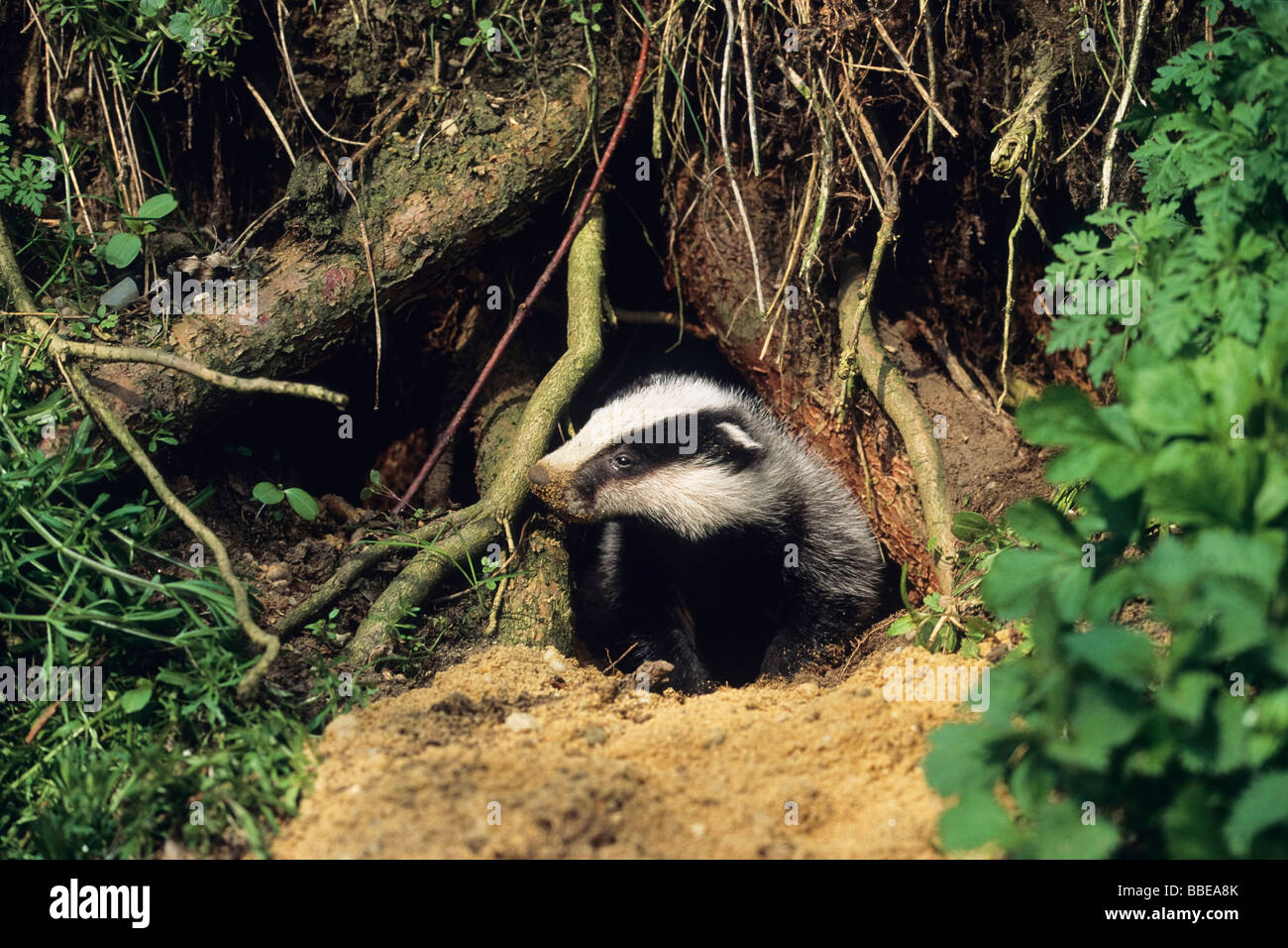 Young Badger (Meles meles) at its den, Germany, Europe Stock Photo - Alamy
