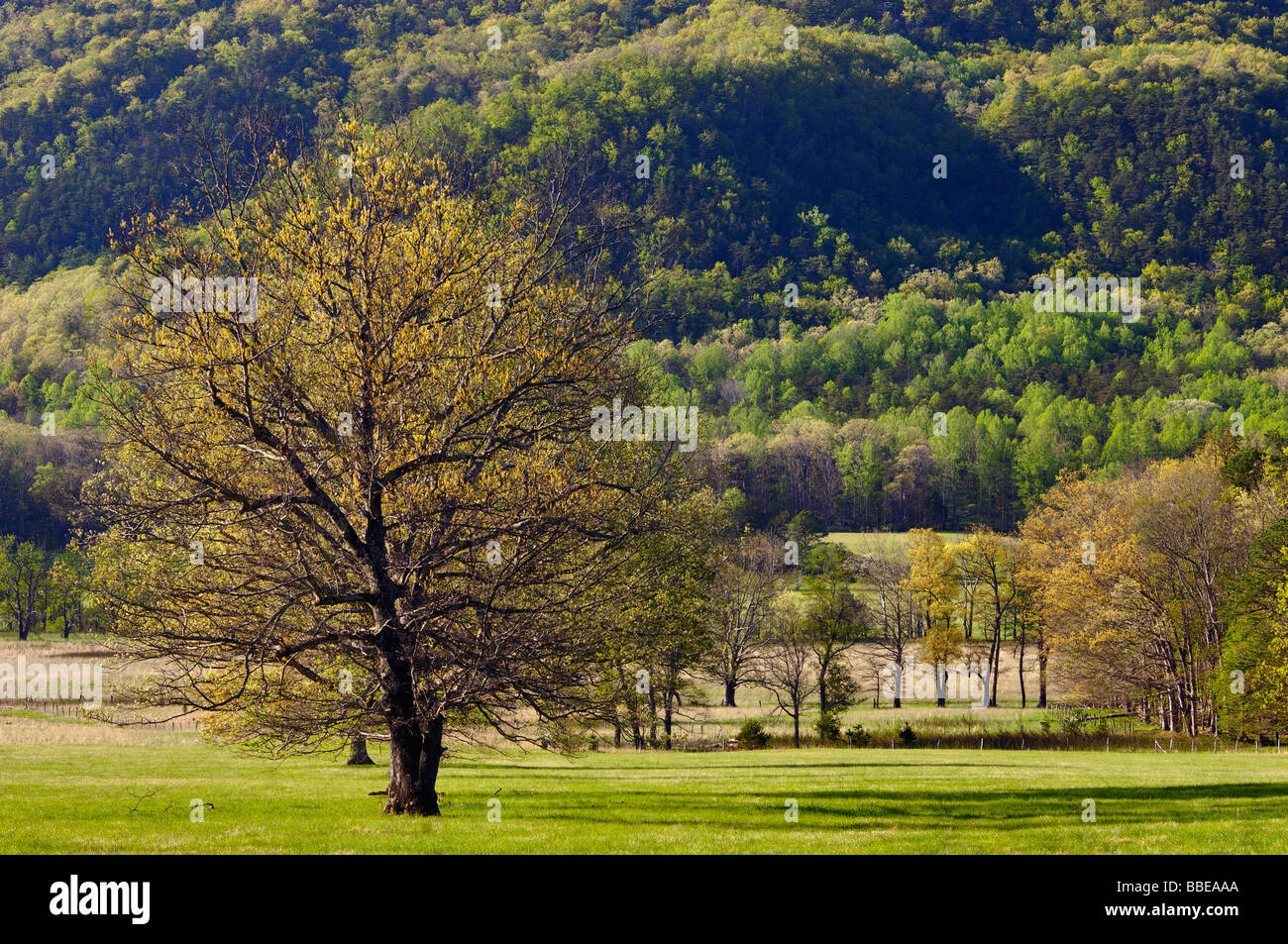 Late Afternoon Spring Light on Trees in Cades Cove in Great Smoky ...
