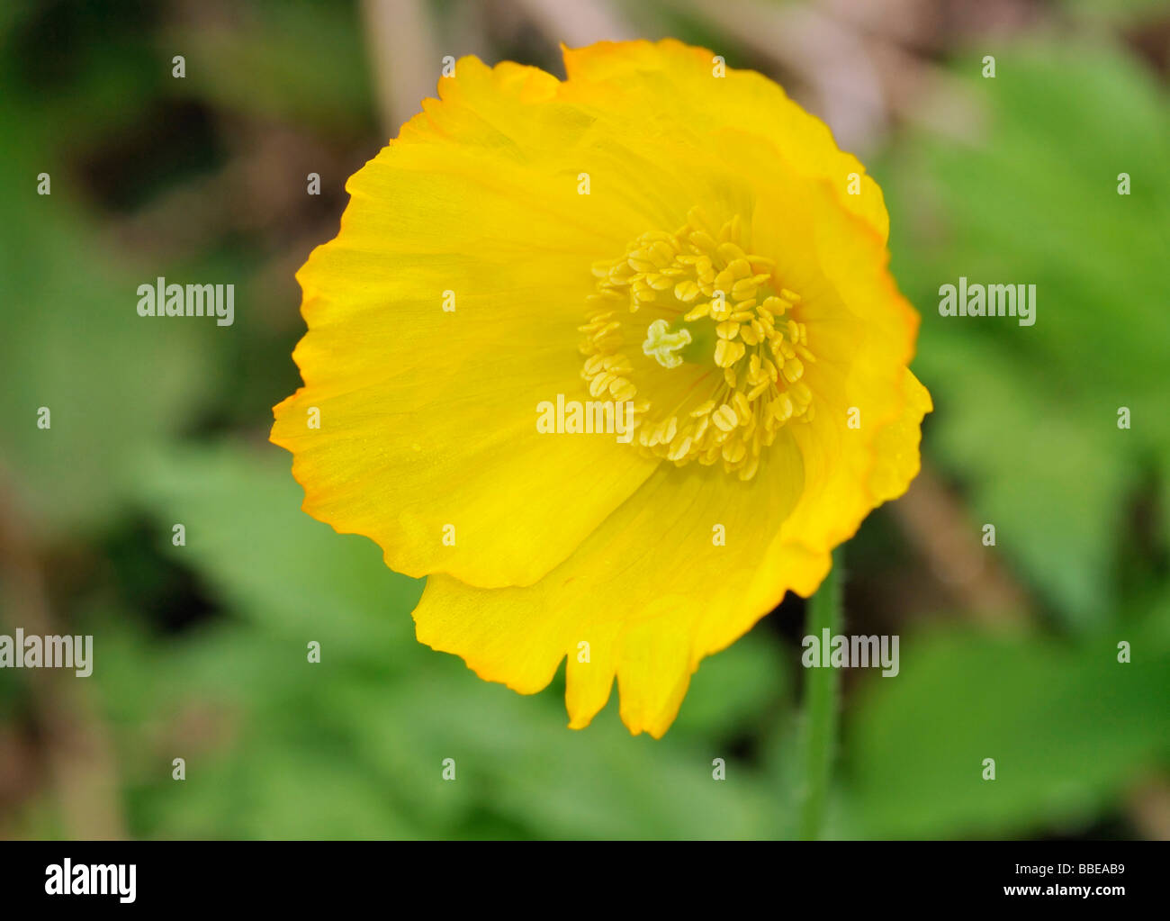 Welsh Poppy Meconopsis cambrica Stock Photo - Alamy