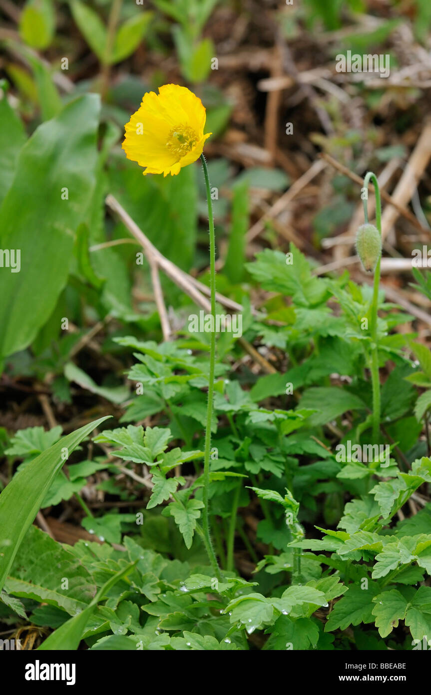 Welsh Poppy Meconopsis cambrica Stock Photo - Alamy