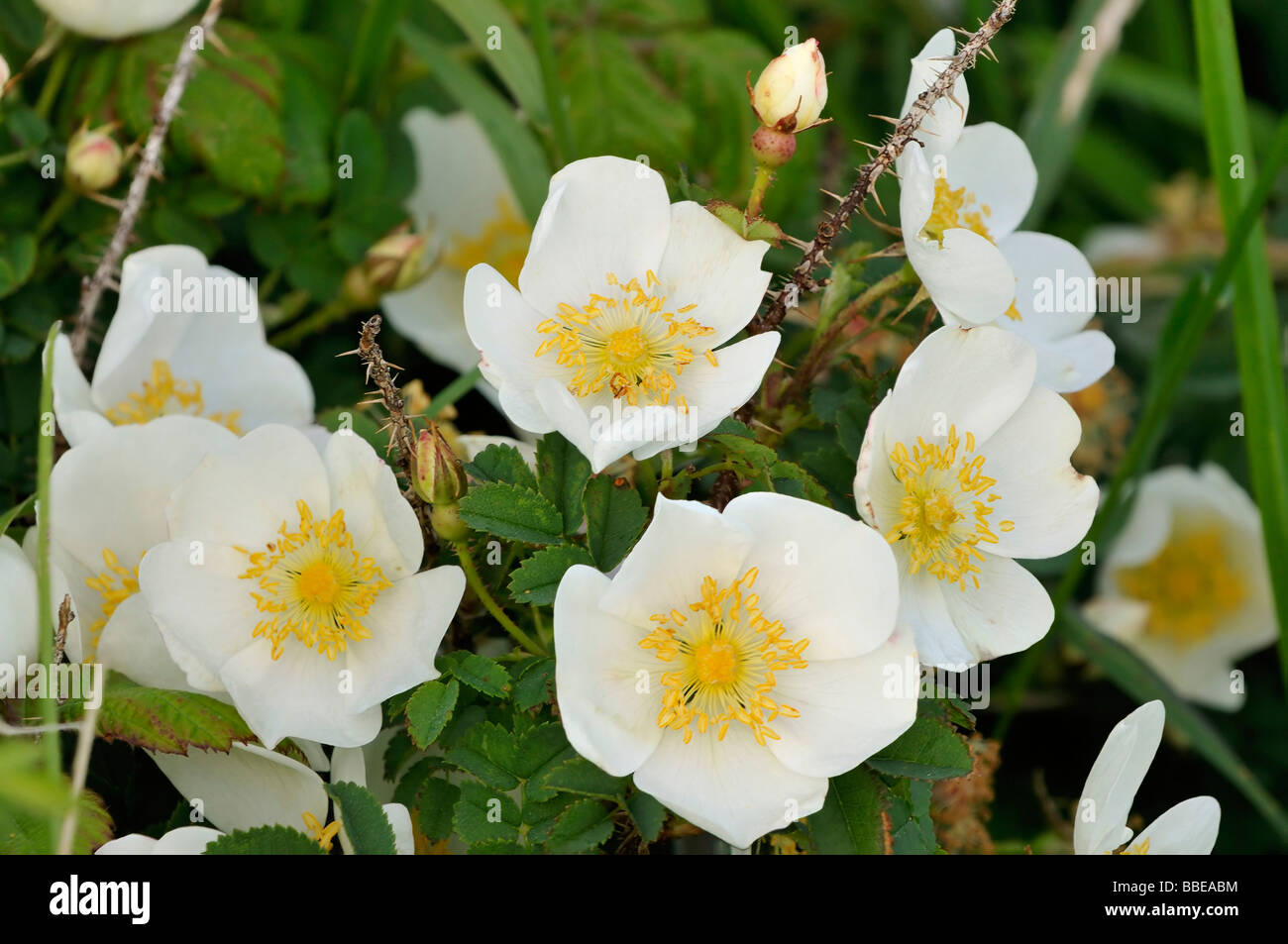 Burnet Rose - Rosa pimpinellifolia Stock Photo - Alamy