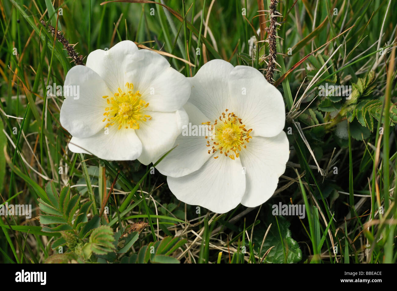 Burnet Rose - Rosa pimpinellifolia Stock Photo - Alamy