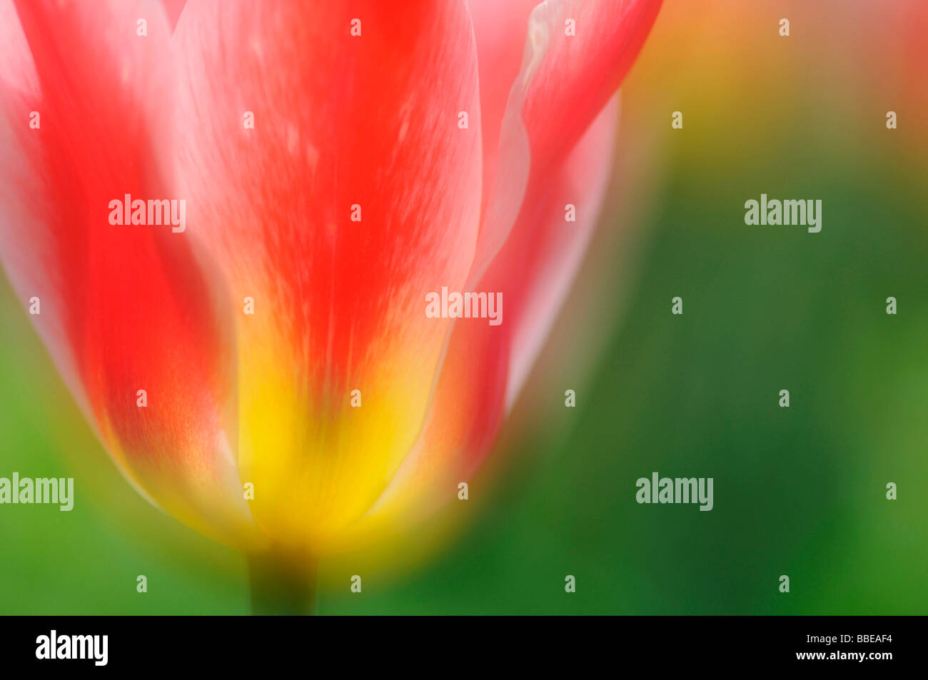 Sepal detail hi-res stock photography and images - Alamy