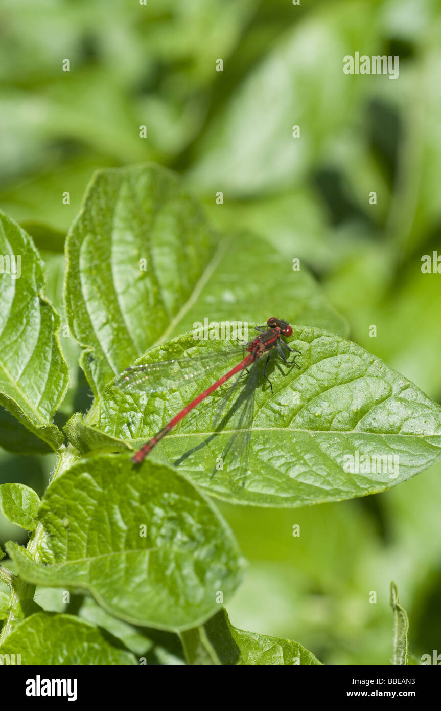 Red eyed bug hi-res stock photography and images - Alamy