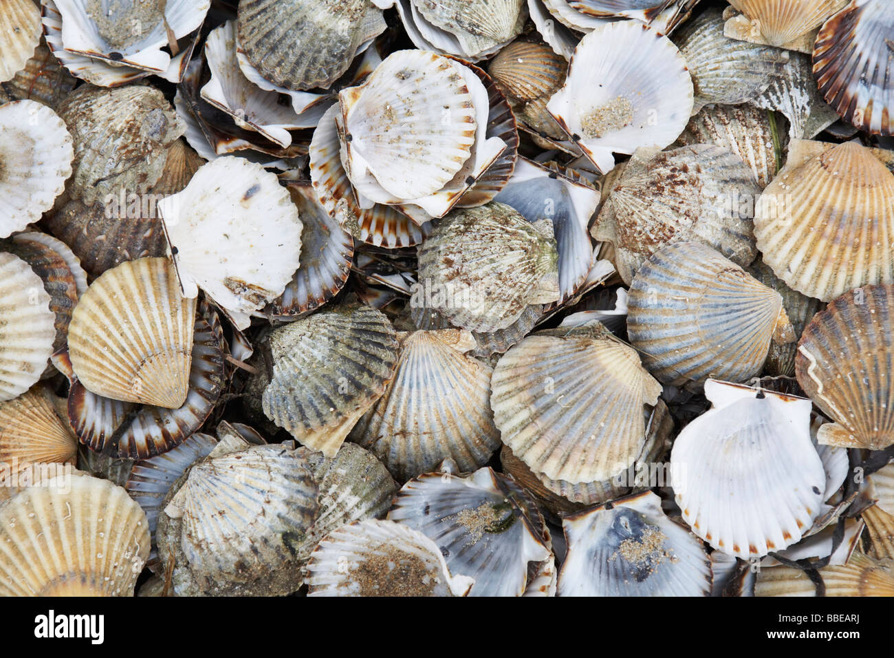 Scallop Shells, Menemsha, Martha's Vineyard, Massachusetts, USA Stock ...