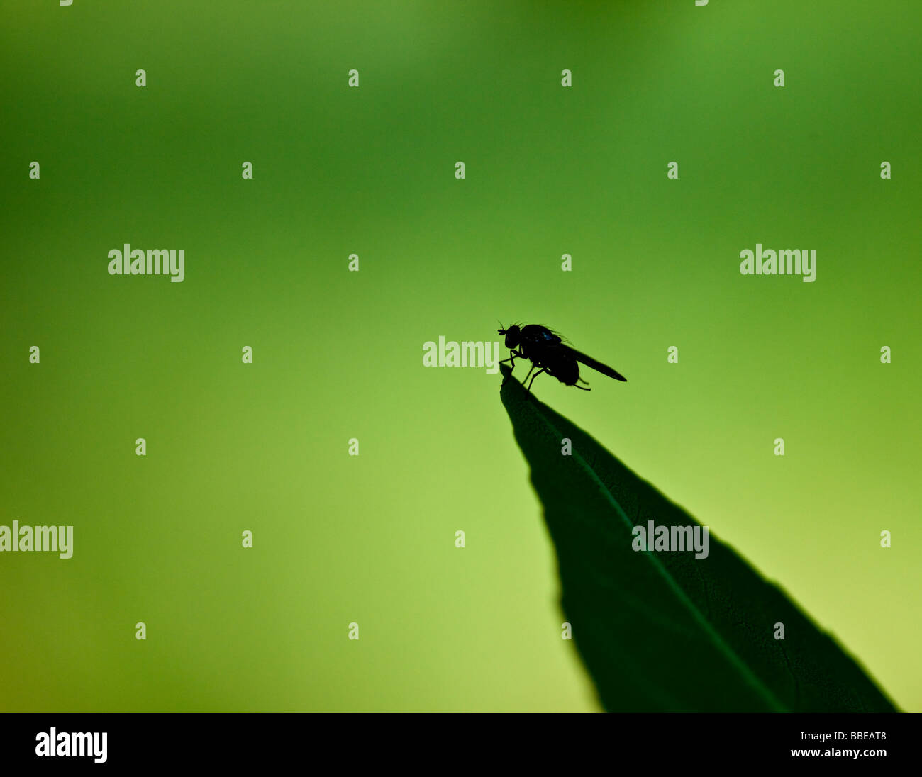 Fly silhouette hi-res stock photography and images - Alamy