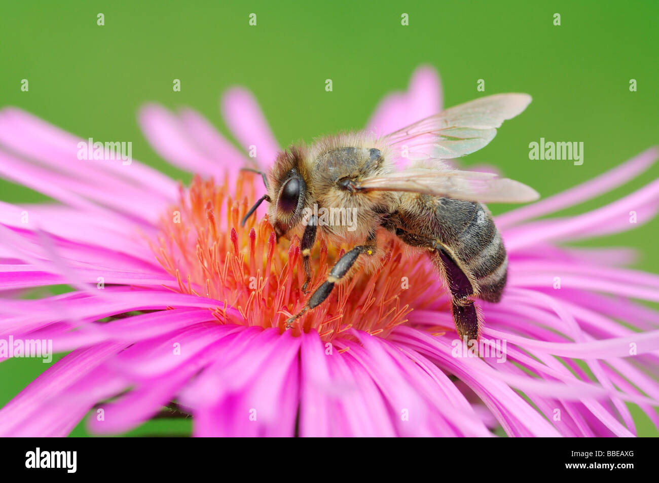 Bumble bee pollen hi-res stock photography and images - Alamy